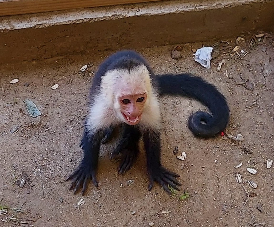 Roatan sloth excursion - Shore Excursions - Royal Caribbean Blog