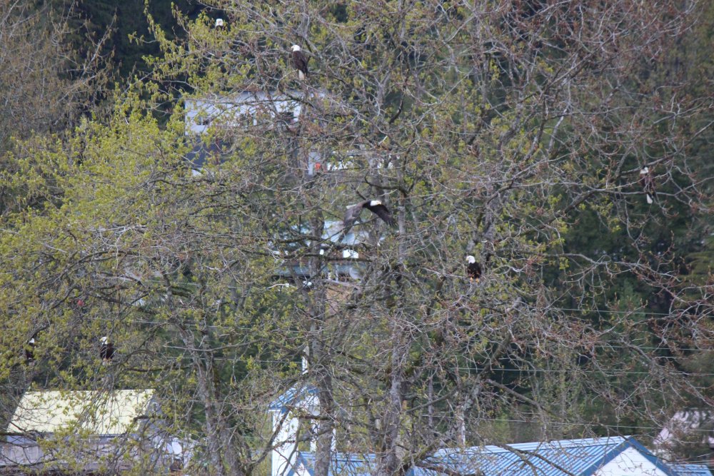 RCCL Alaska Cruise from Hell - Royal Caribbean Discussion - Royal ...