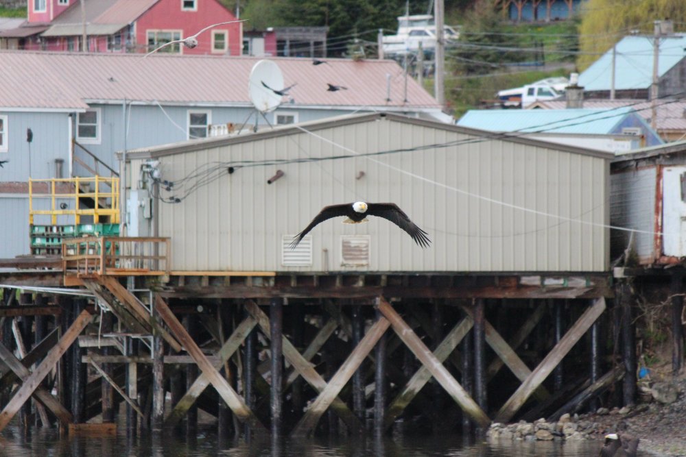 RCCL Alaska Cruise from Hell - Royal Caribbean Discussion - Royal ...