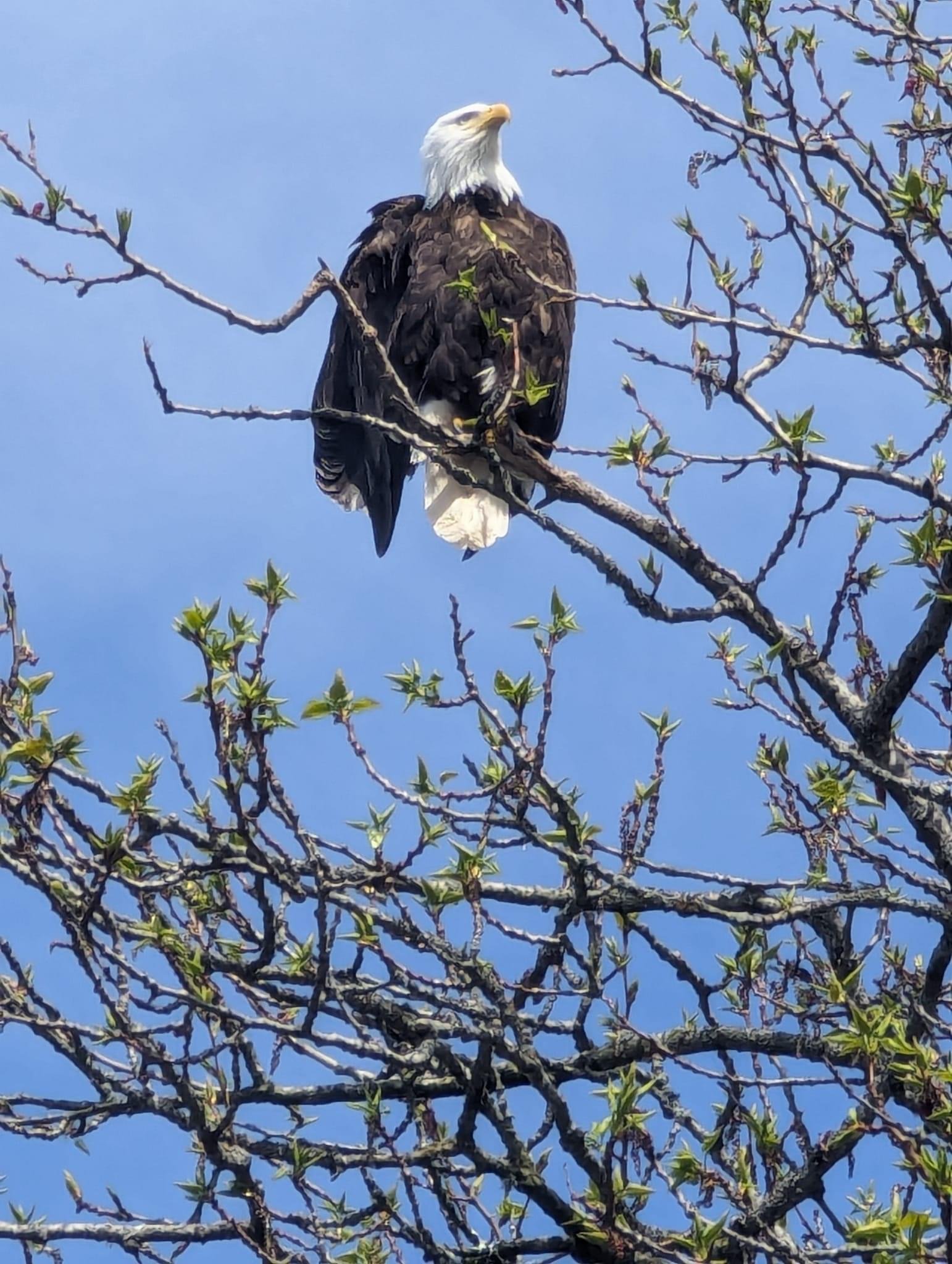 RCCL Alaska Cruise from Hell - Royal Caribbean Discussion - Royal ...