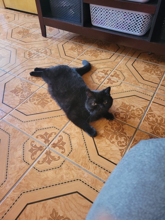 "Escape from New York: Return to Odyssey" – Odyssey OTS, 01/15/26-01/26 ...