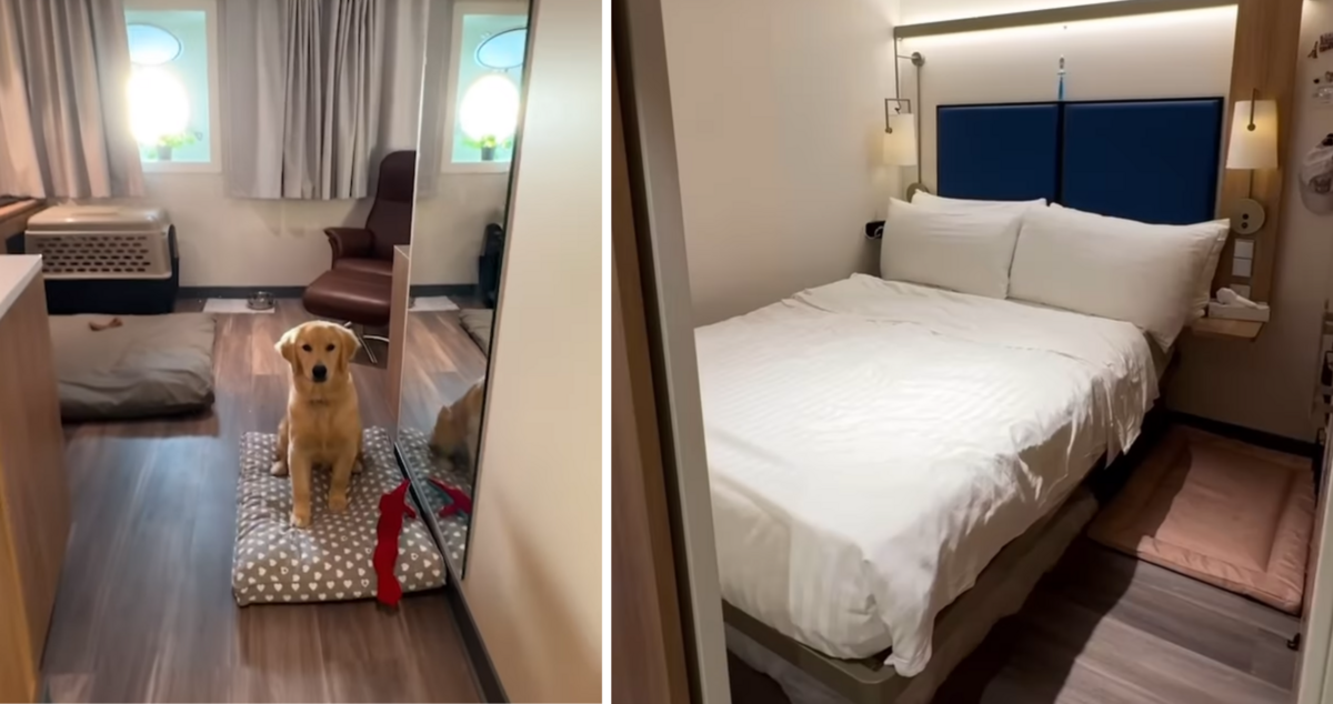 Photos show the cabin a dog lives in on the world's largest cruise ship ...