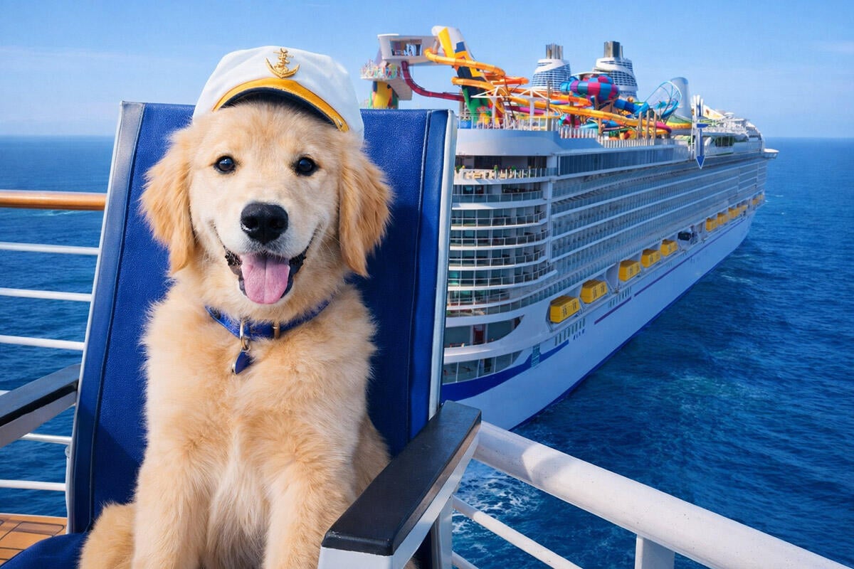 Meet Skipper, the adorable puppy that will live on Royal Caribbean's ...